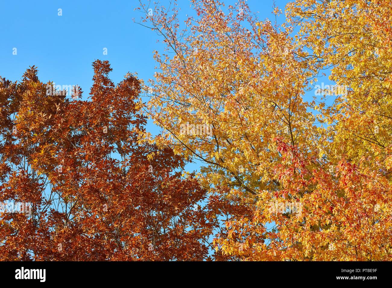 Autumn tree leaves Stock Photo - Alamy