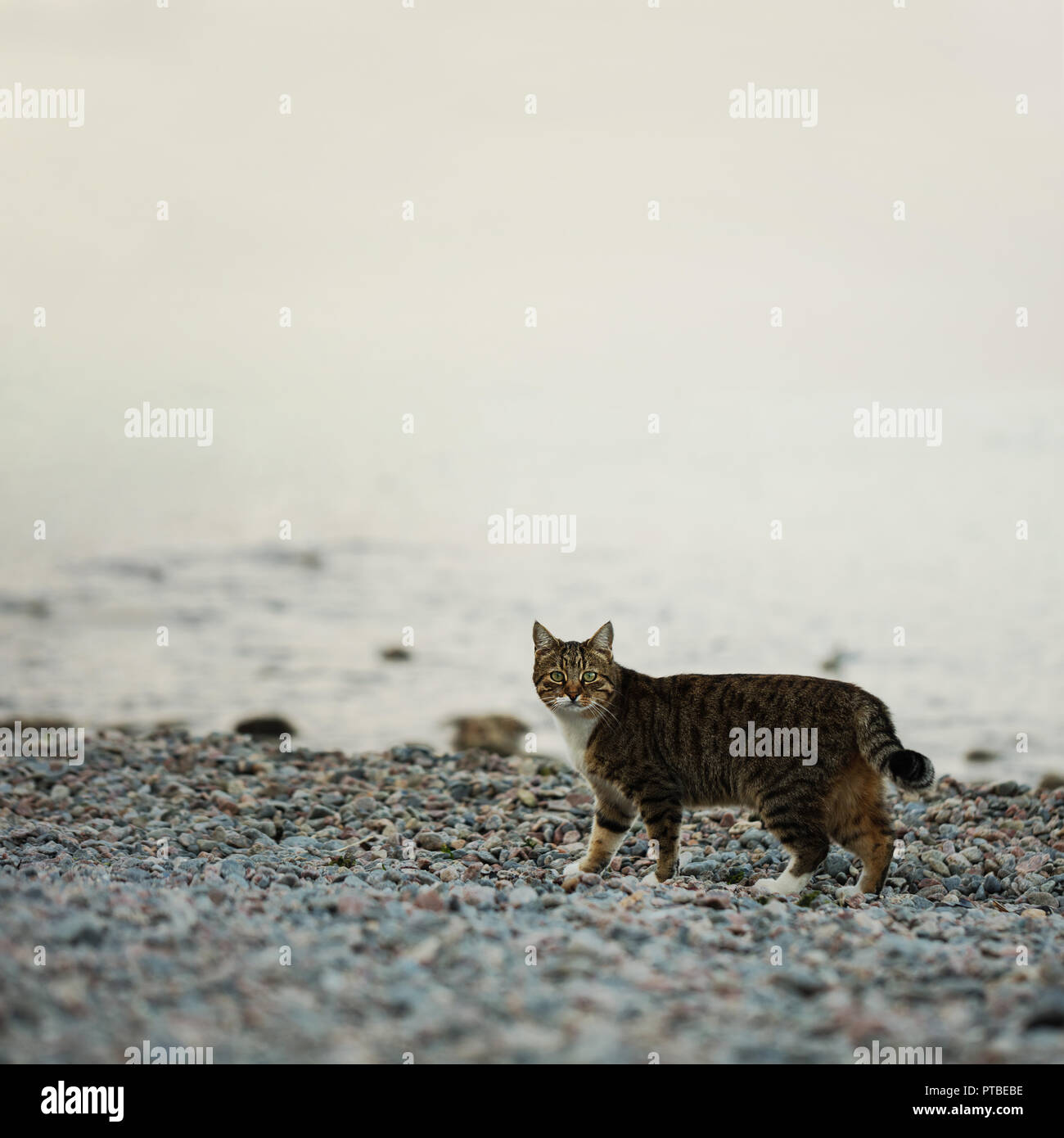 Funny grey cat on the beach against the sea. Selective focus Stock ...