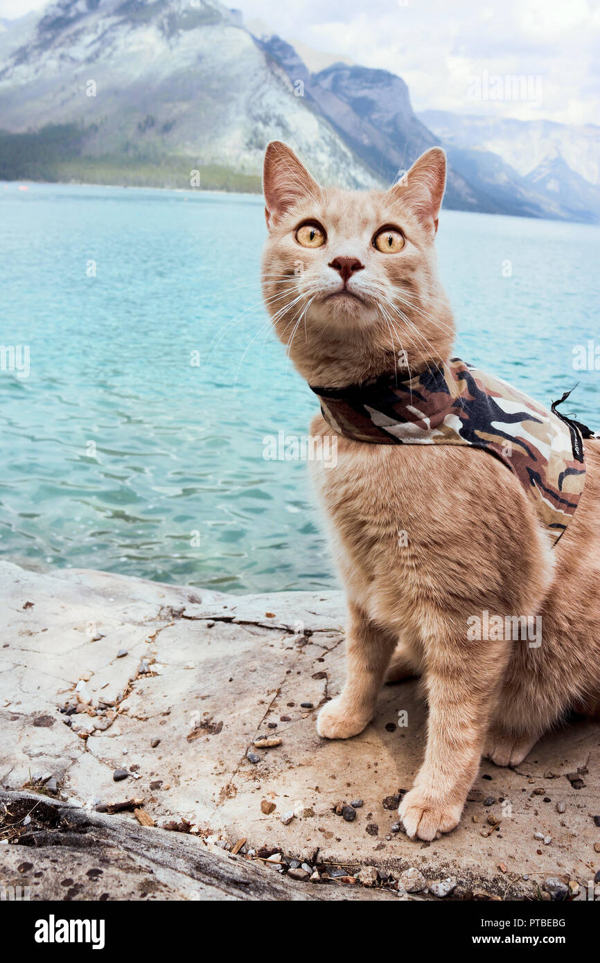 Adventure cats hi-res stock photography and images - Alamy