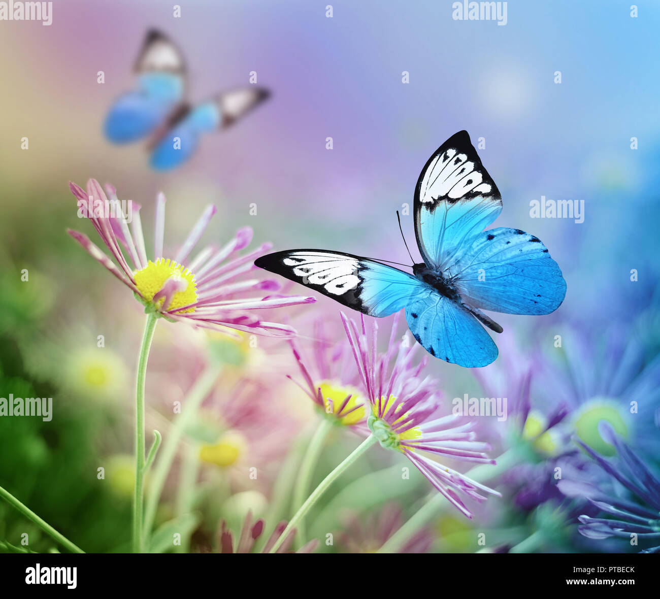 Blue butterfly hi-res stock photography and images - Alamy