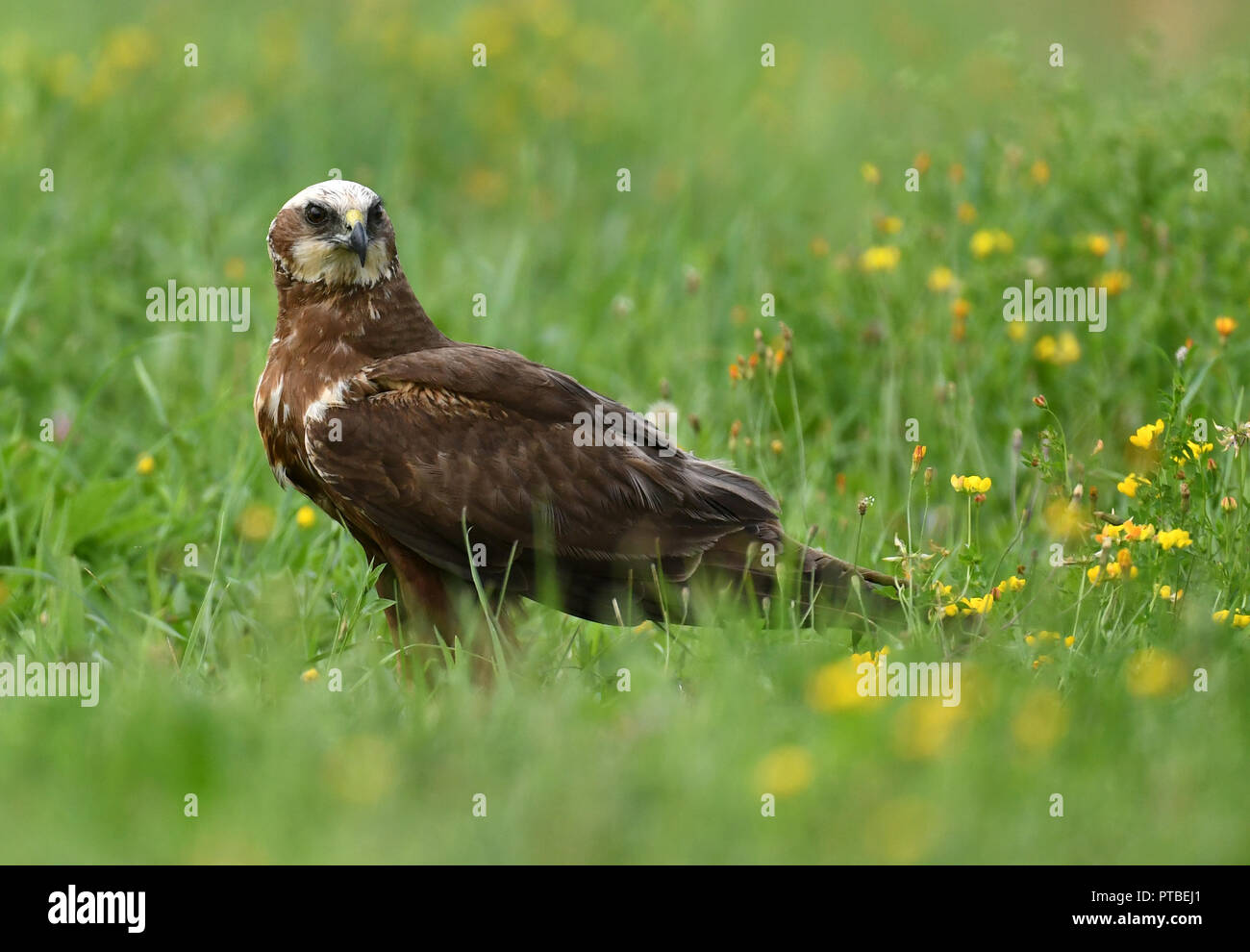 The western marsh harrier male and female hi-res stock photography and ...