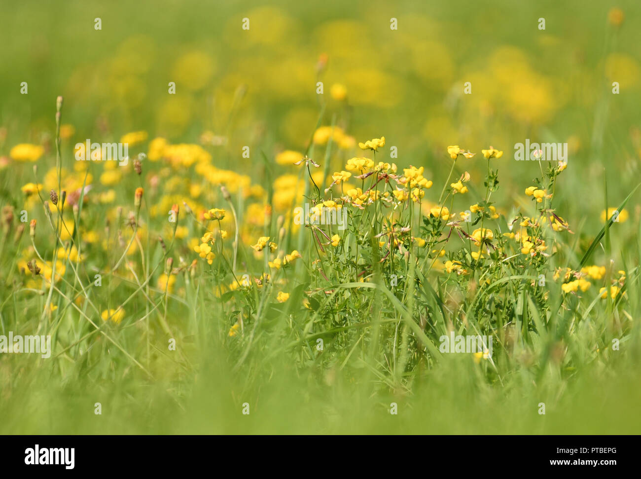 Green grass background with flowers Stock Photo - Alamy