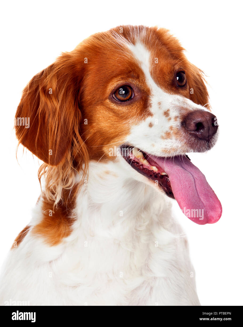 Beautiful portrait of dog isolated on a white background Stock Photo ...