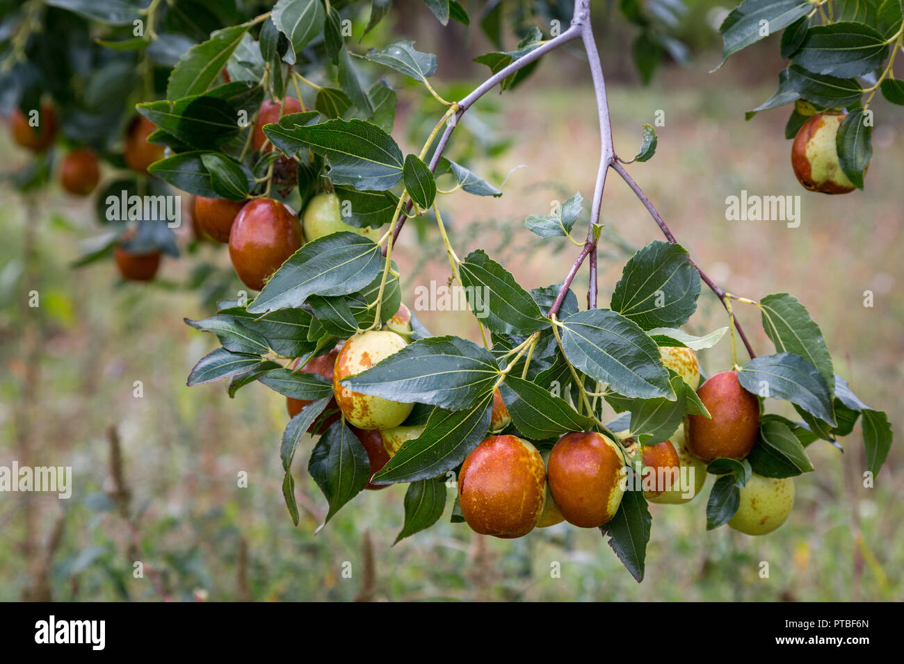 Jujube Fruit Stock Photos & Jujube Fruit Stock Images - Alamy