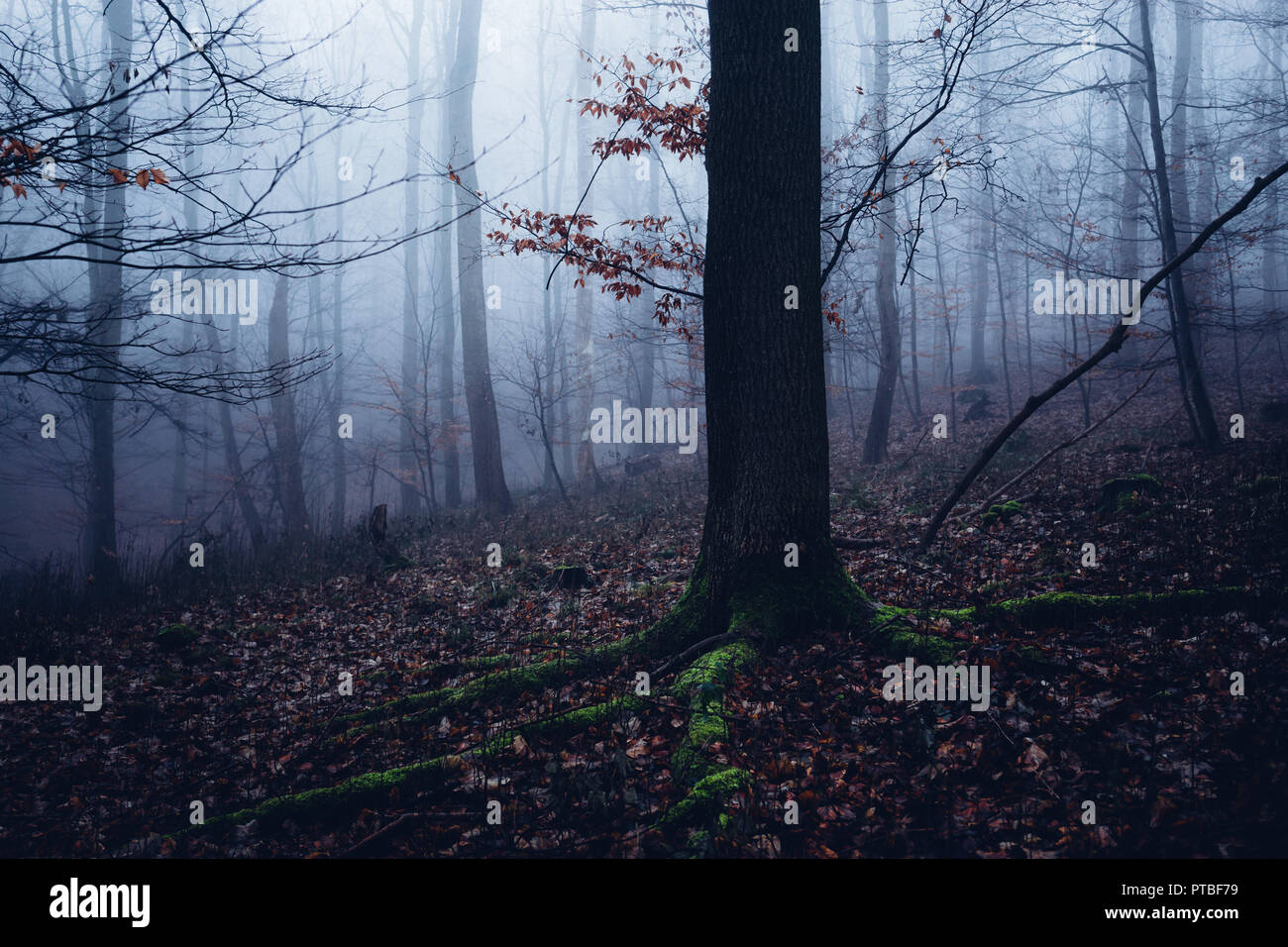 At night alone in the woods, a large tree with moss on roots in the ...