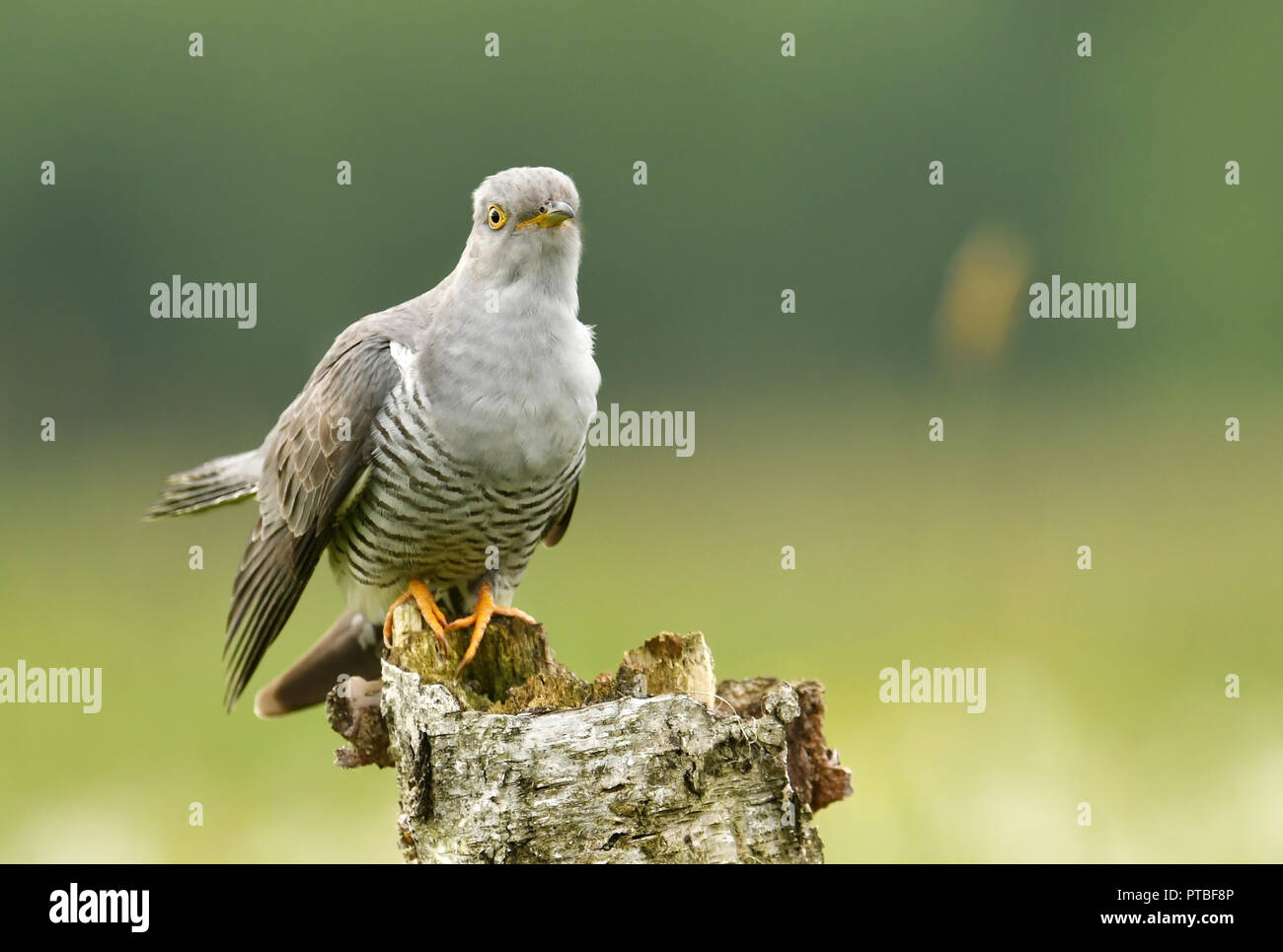 Common cuckoo (Cuculus canorus Stock Photo - Alamy