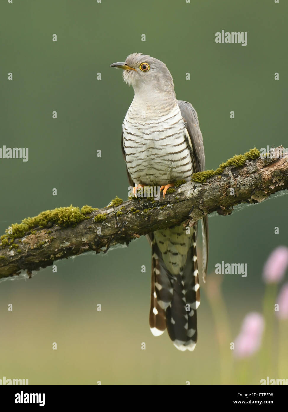 Common cuckoo (Cuculus canorus Stock Photo - Alamy
