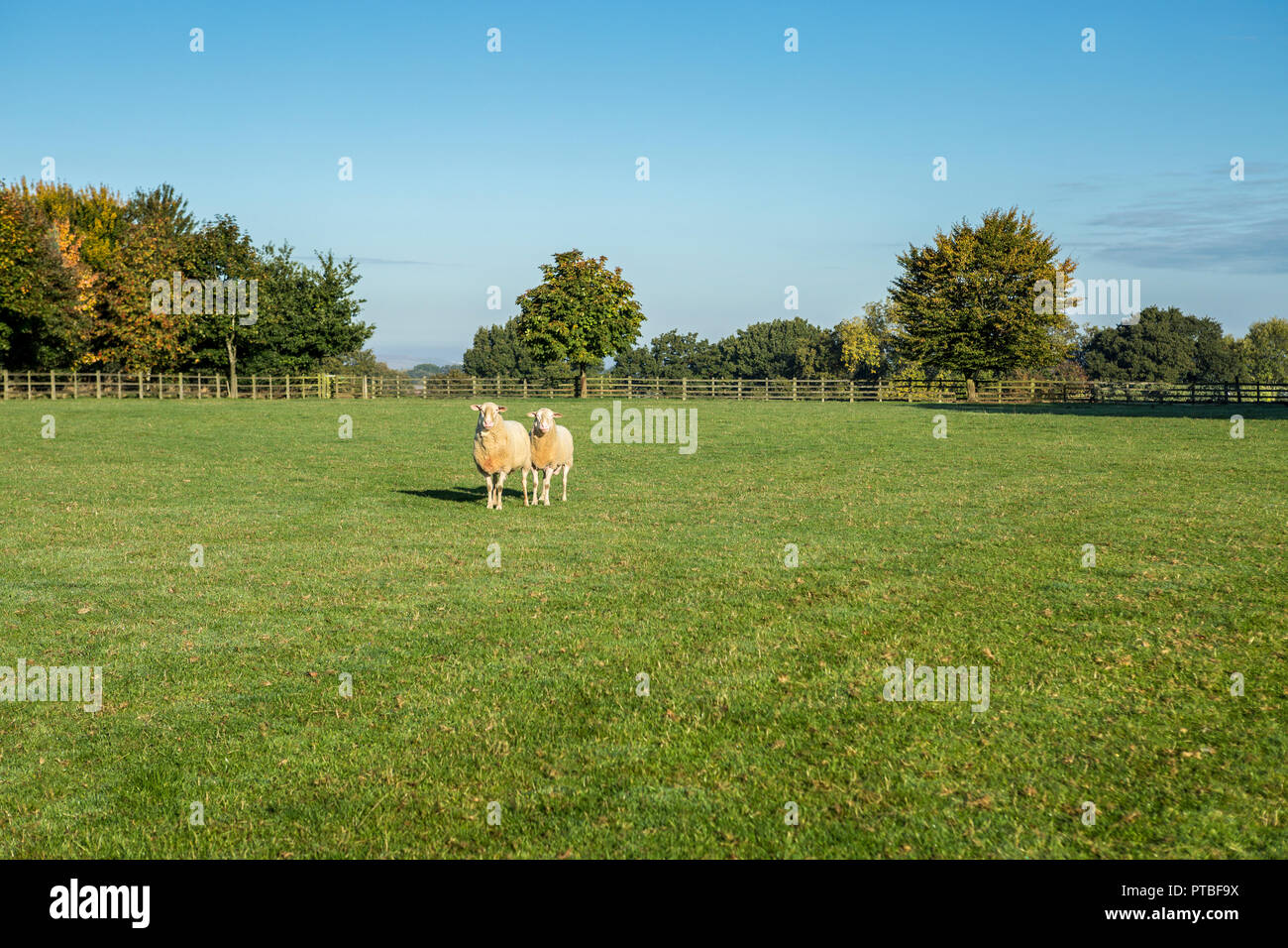 Two sheep standing together in the middle of a green farm field ...