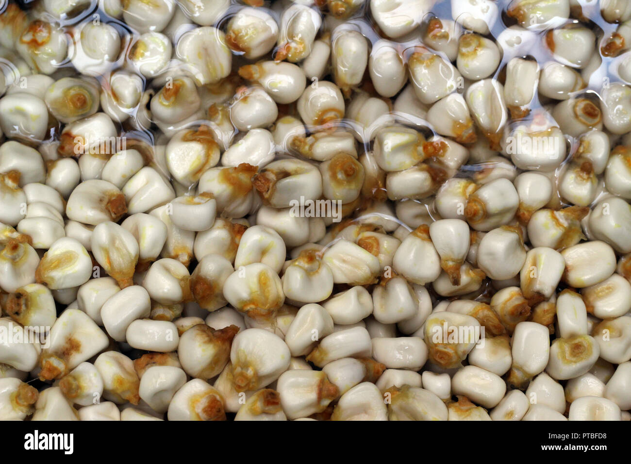 Cacahuazintle corn, mexican species used for pozole a typical meal ...