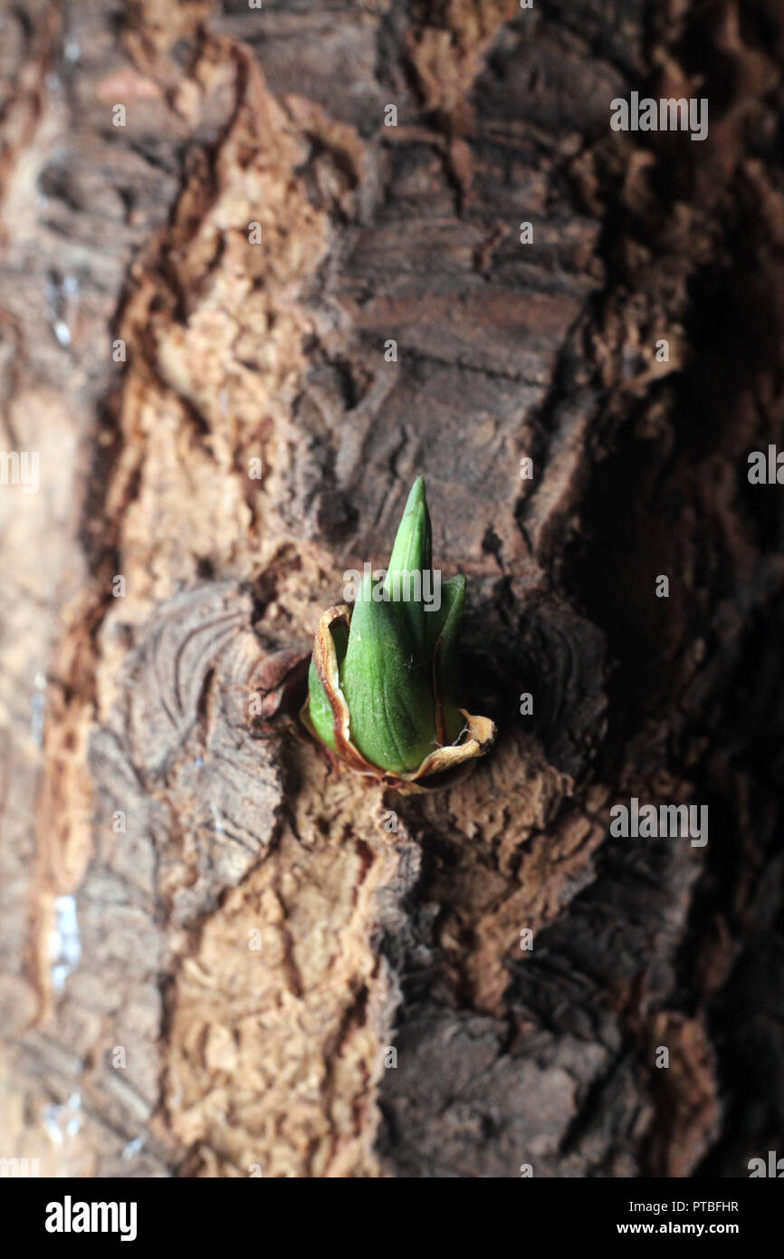 Yucca sprout in the trunk Stock Photo - Alamy