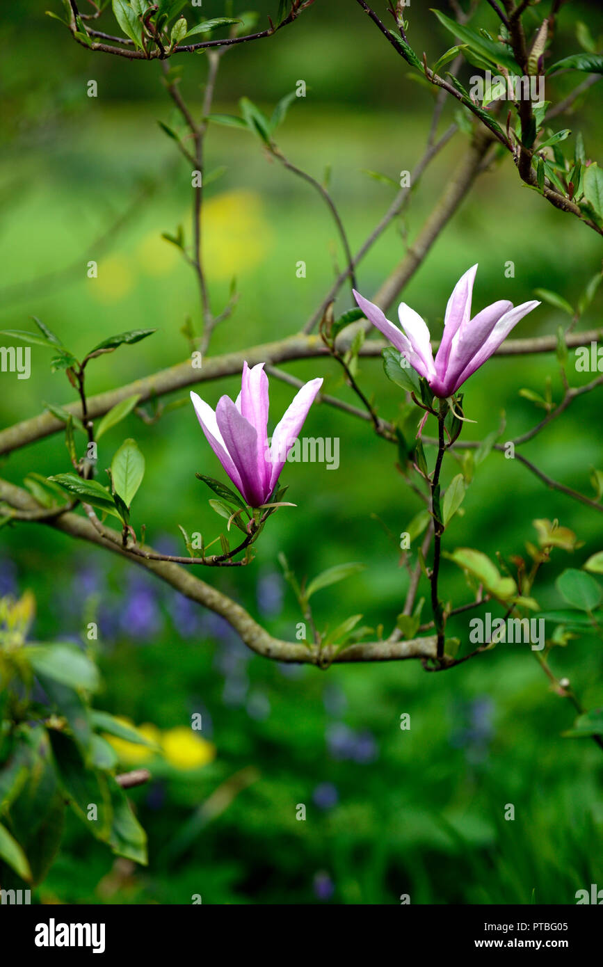 Magnolia x loebneri Leonard Messel,tree,trees,flower,flowers,flowering ...