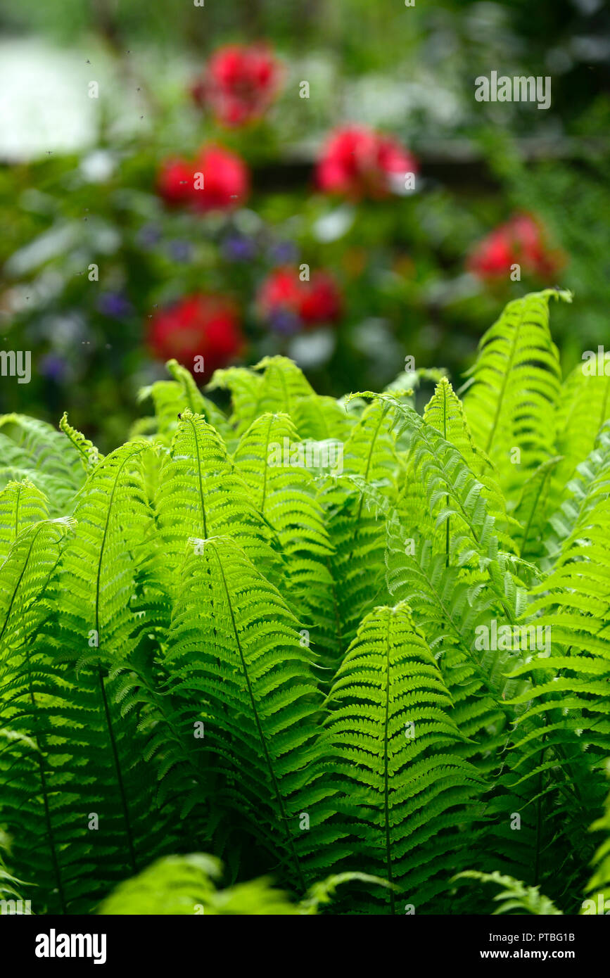 Matteuccia struthiopteris,Shuttlecock,ostrich fern,ferns,lime green ...