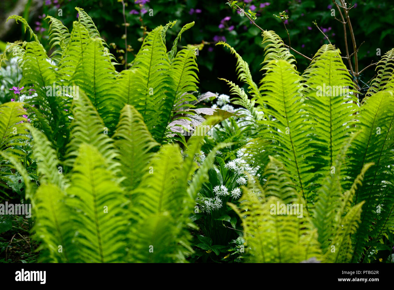 Shuttlecock ferns hi-res stock photography and images - Alamy