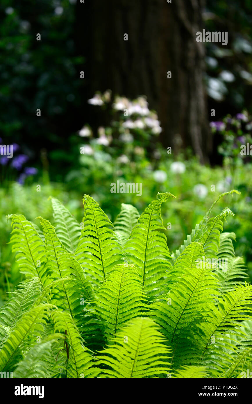 Matteuccia struthiopteris,Shuttlecock,ostrich fern,ferns,lime green ...