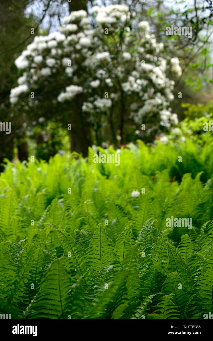 Matteuccia struthiopteris,Shuttlecock,ostrich fern,ferns,lime green ...