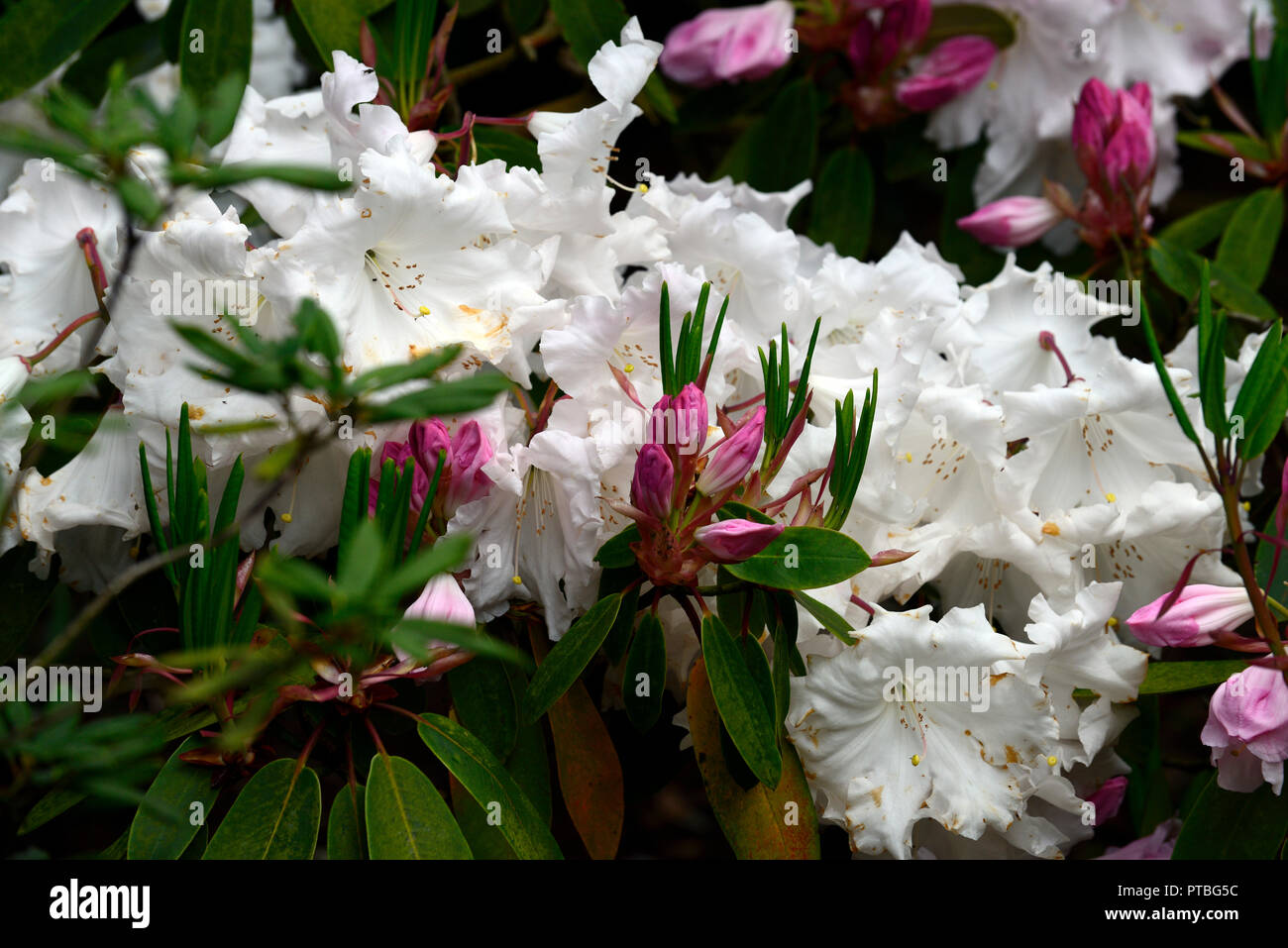 Shrubs pink rhododendron shrub hi-res stock photography and images - Alamy