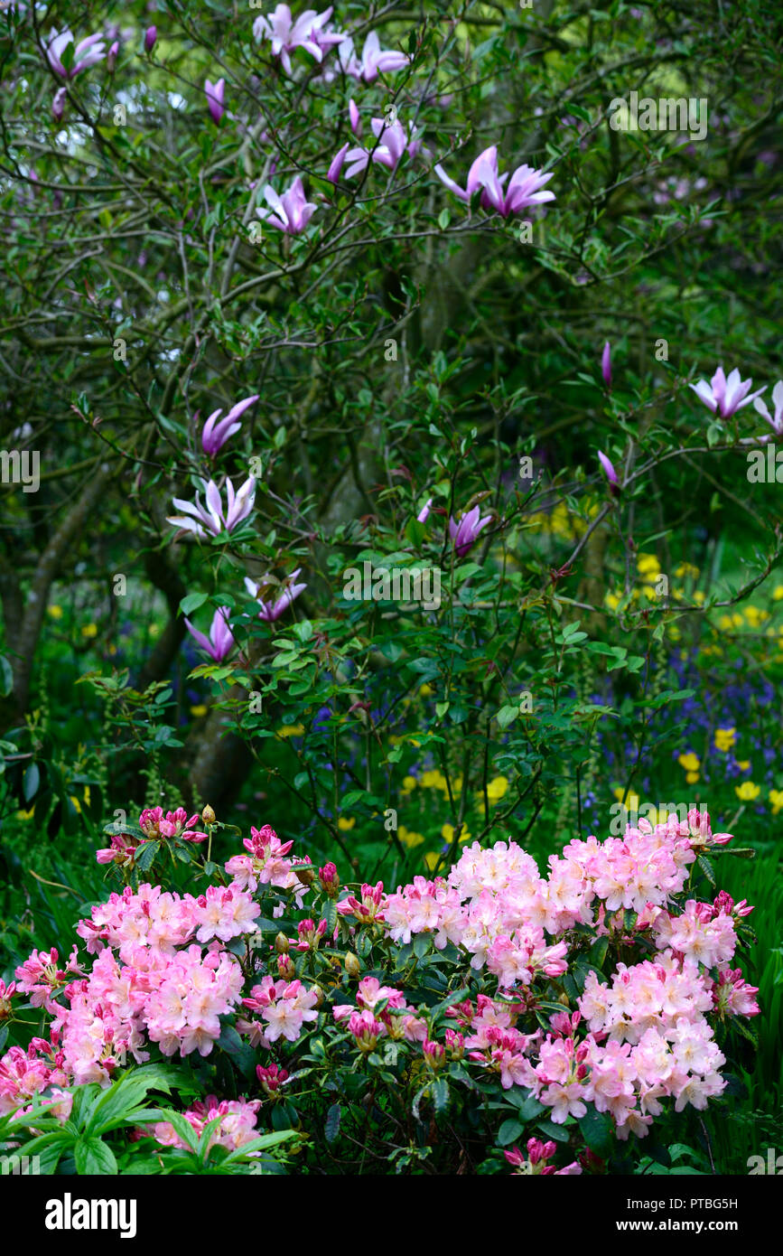 Shrubs Pink Rhododendron Shrub High Resolution Stock Photography and ...