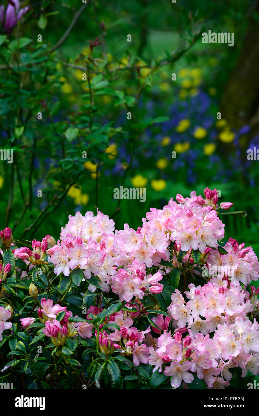 Rhododendron percy wiseman hi-res stock photography and images - Alamy