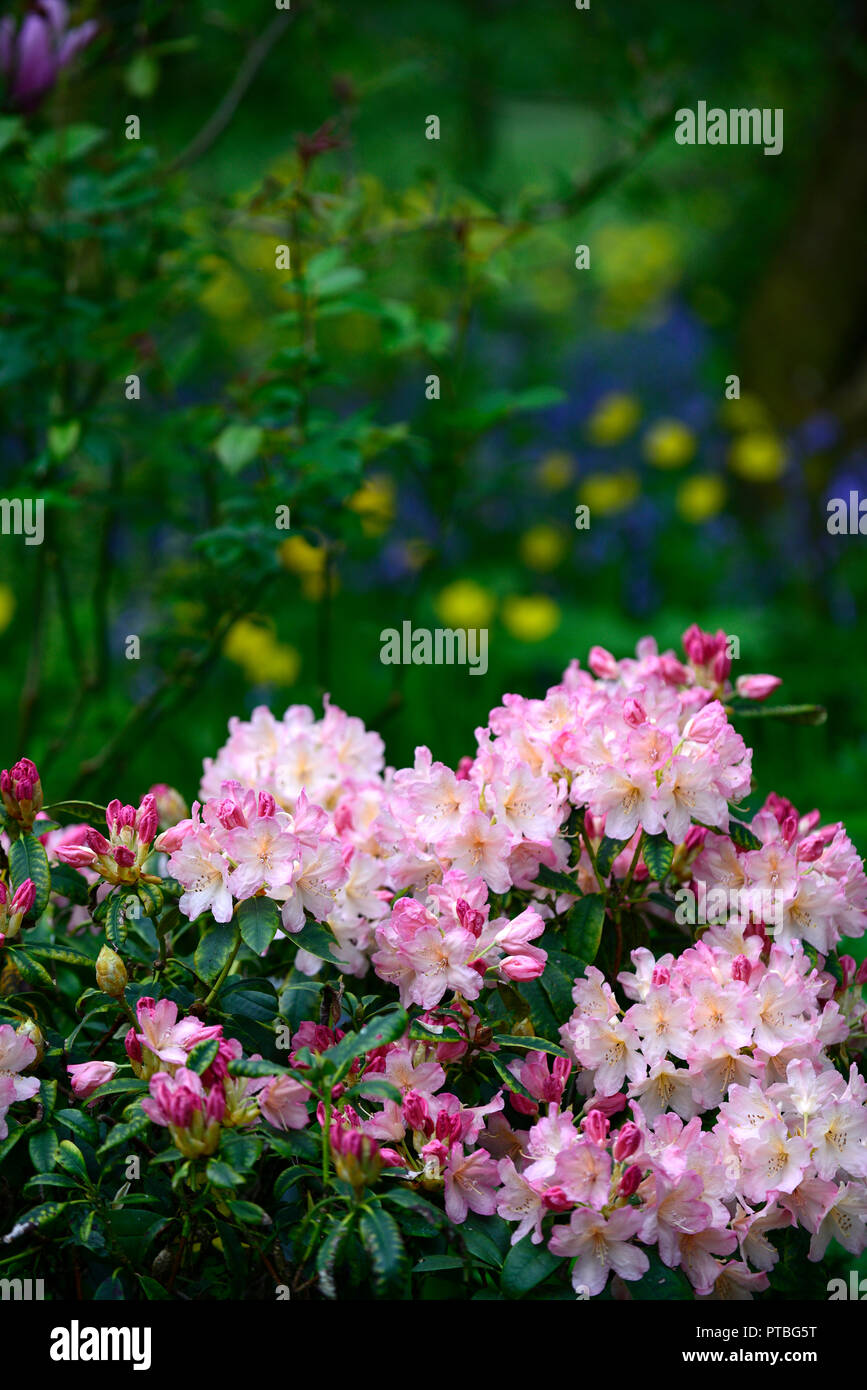 Shrubs Pink Rhododendron Shrub High Resolution Stock Photography and ...
