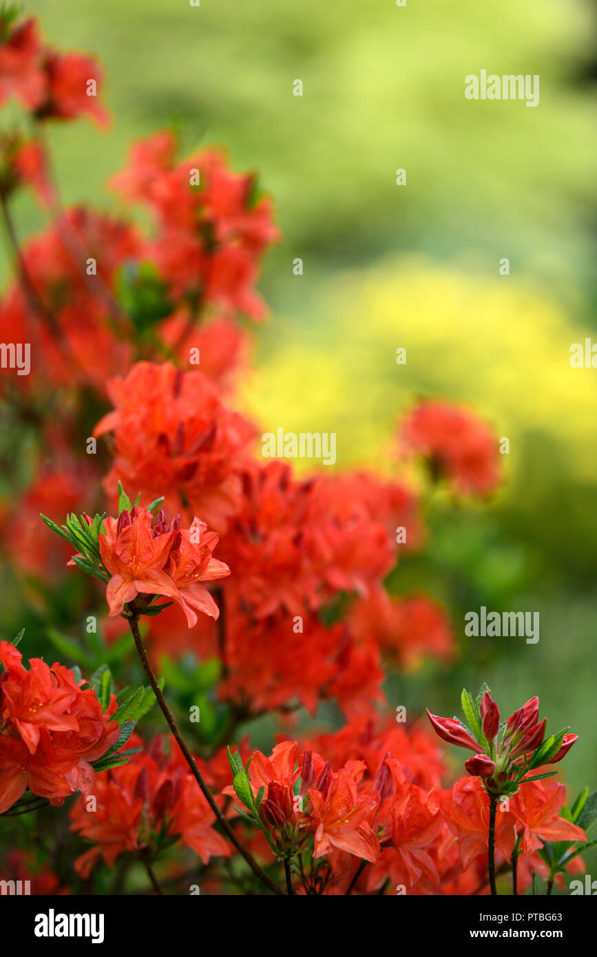 Orange flowering shrub hi-res stock photography and images - Alamy