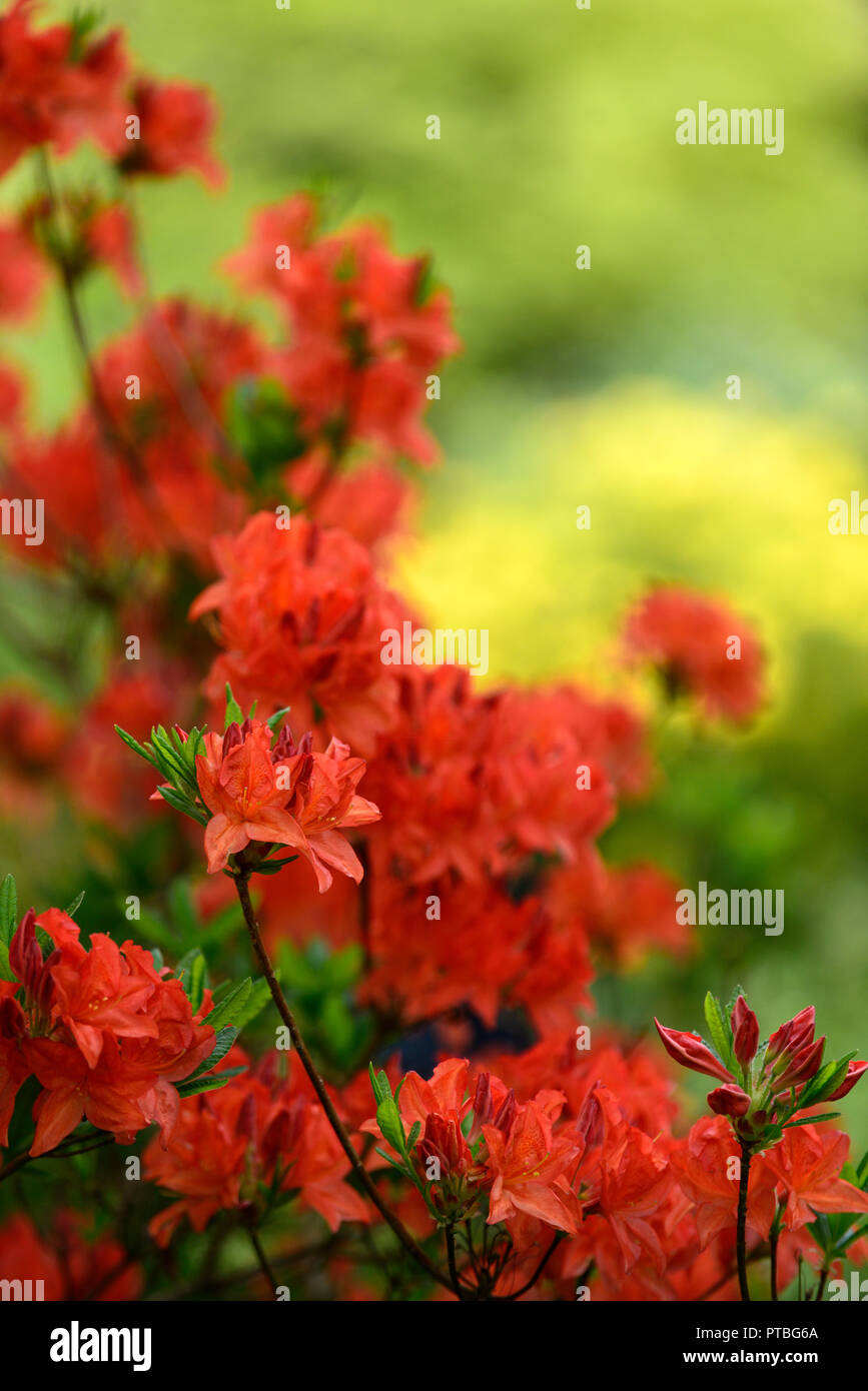 Orange flowering shrub hi-res stock photography and images - Alamy