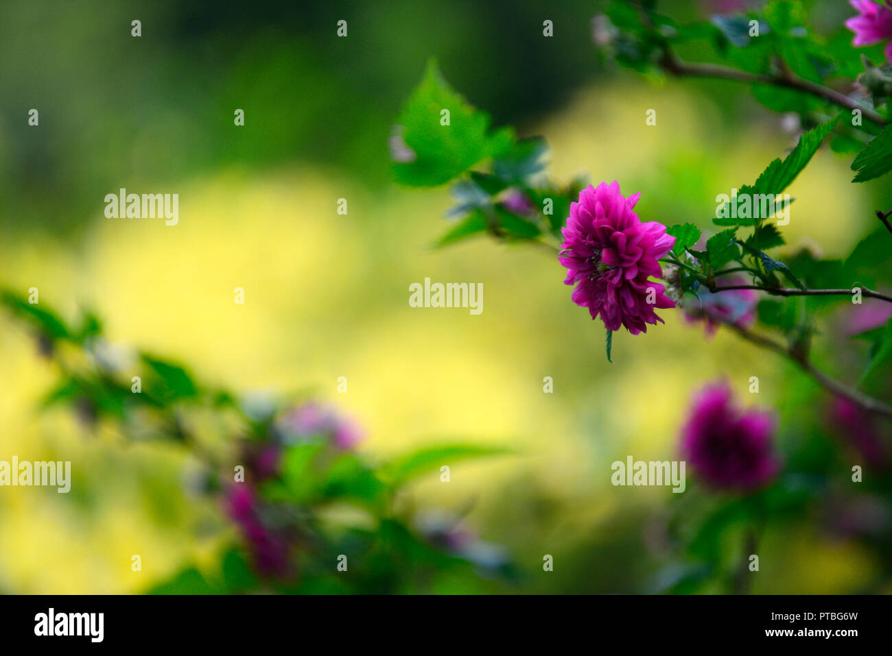 rubus spectabilis olympic double,flore pleno,salmonberry,purple-pink ...