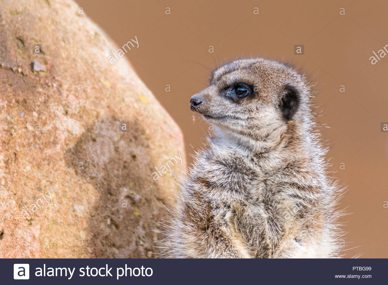 Funny Meerkat Stock Photos & Funny Meerkat Stock Images - Alamy