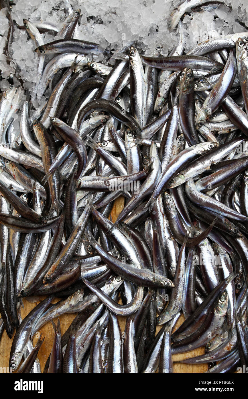 Small anchovy fishes in crate from Mediterranean sea Stock Photo - Alamy