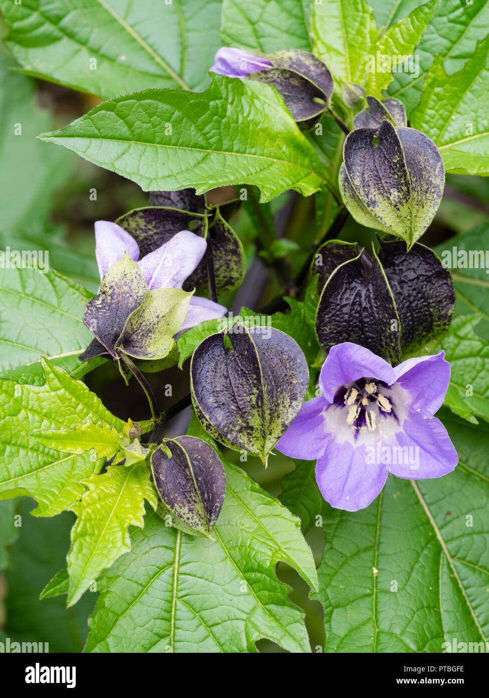 Inflated dark buds and blue flower of the hardy annual 'Apple of Peru ...