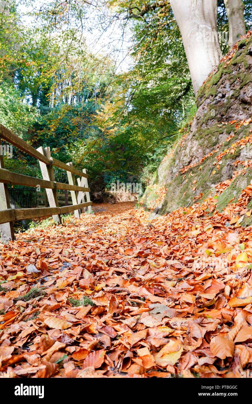 Fall forest path fallen leaves hi-res stock photography and images - Alamy