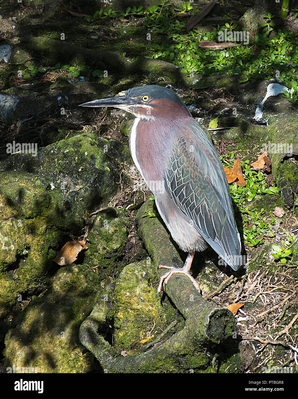 Bird in the environment hi-res stock photography and images - Alamy