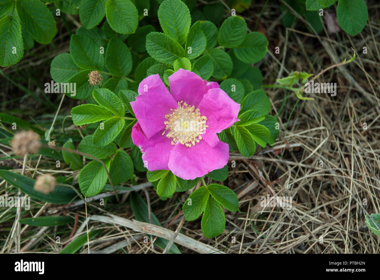 Bright pink wild rose with single petals against attractive foliage in ...