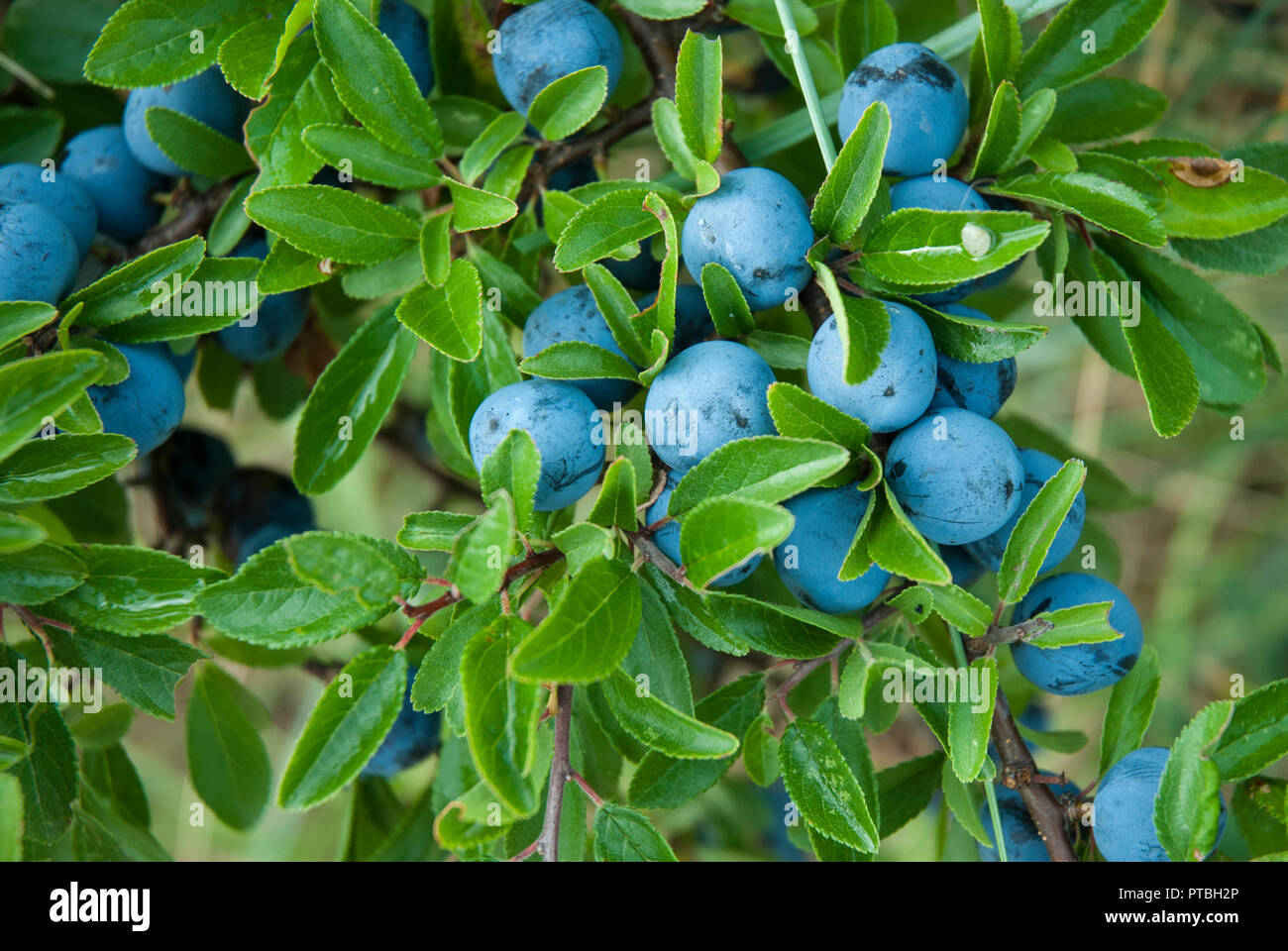 Attractive pale blue sloe berries.The sloe is the fruit of the ...