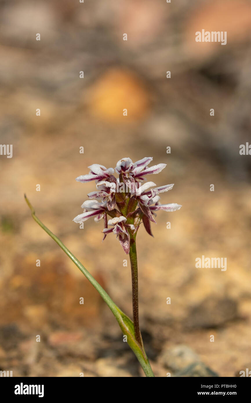Australian native leek hi-res stock photography and images - Alamy