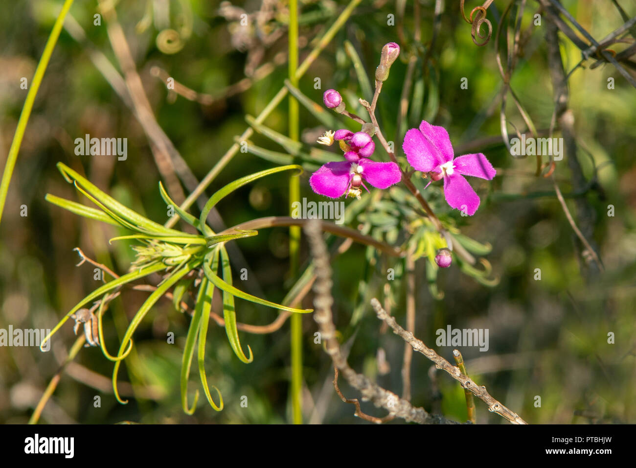 Triggerplant hi-res stock photography and images - Alamy