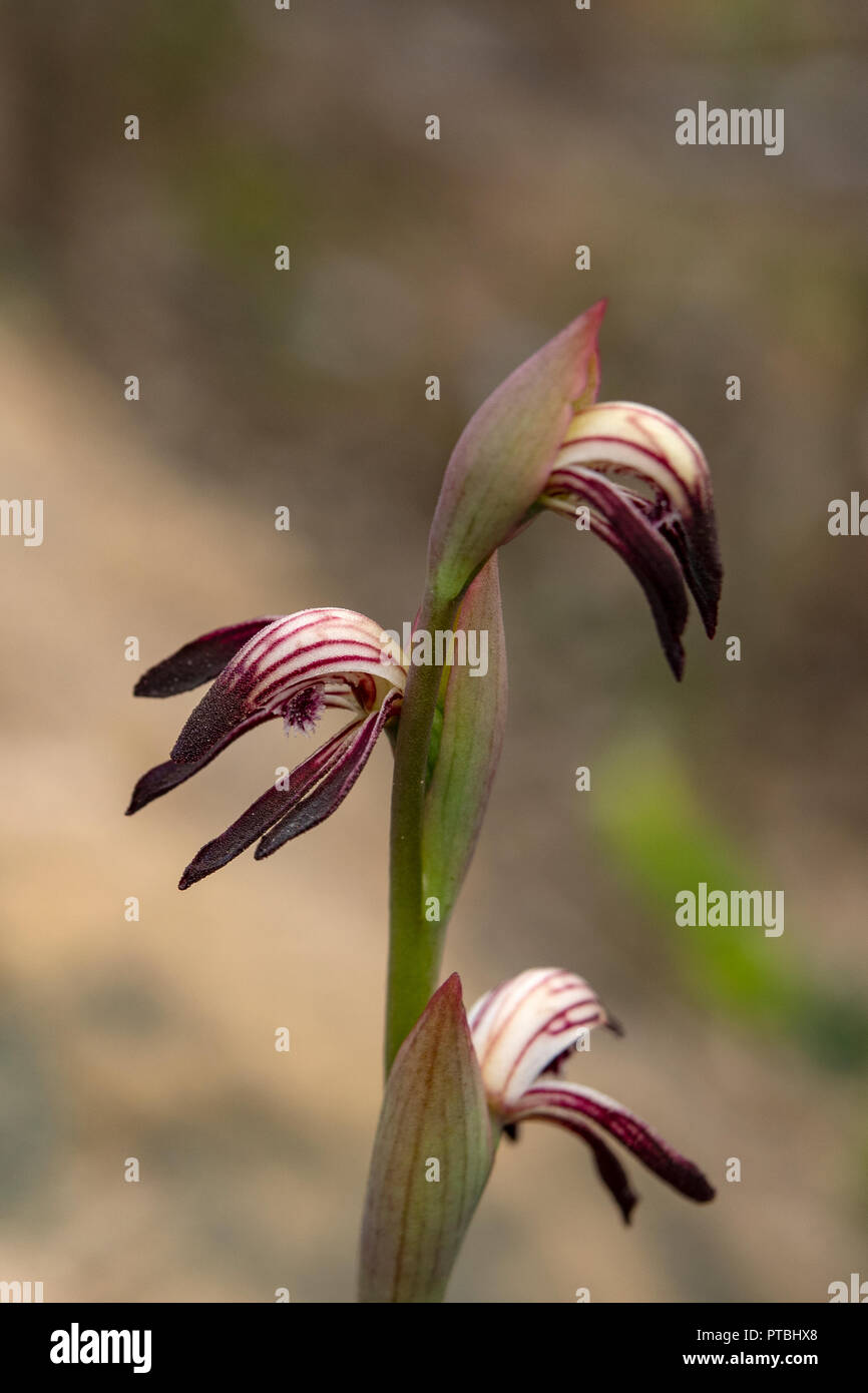 Pyrorchis nigricans, Red Beaks Orchid Stock Photo - Alamy