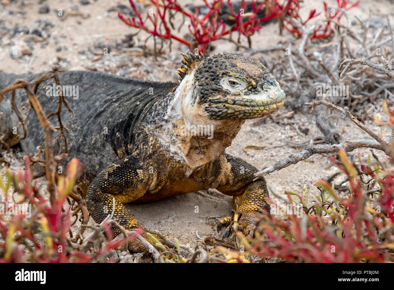 Endemic Galapagos land iguana (Conolophus subcristatus Stock Photo - Alamy