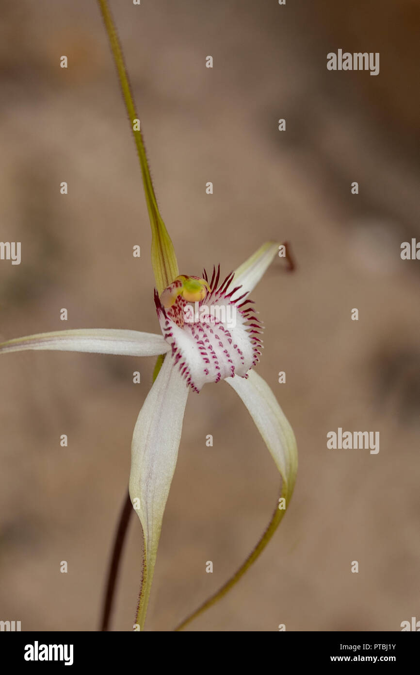 Caladenia longicauda subsp pectans, White Spider Orchid Stock Photo - Alamy