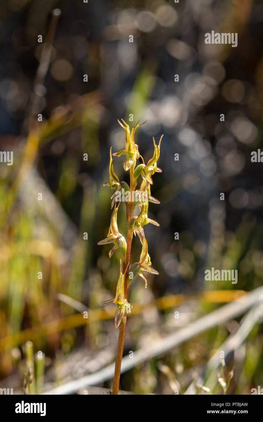 Australian native leek hi-res stock photography and images - Alamy