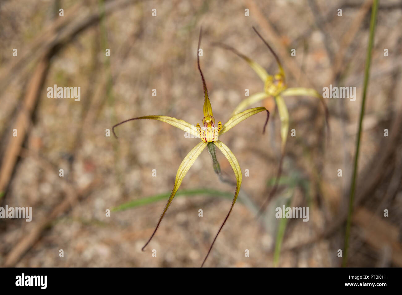 Australian native spider orchid hi-res stock photography and images - Alamy
