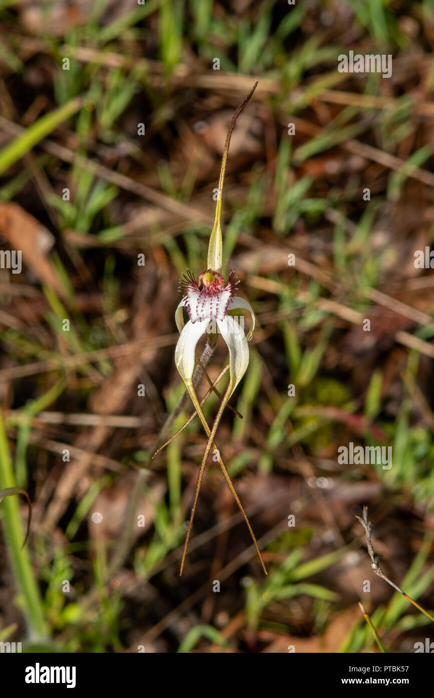 Caladenia longicauda ssp. calcigena, Coastal White Spider Orchid Stock ...