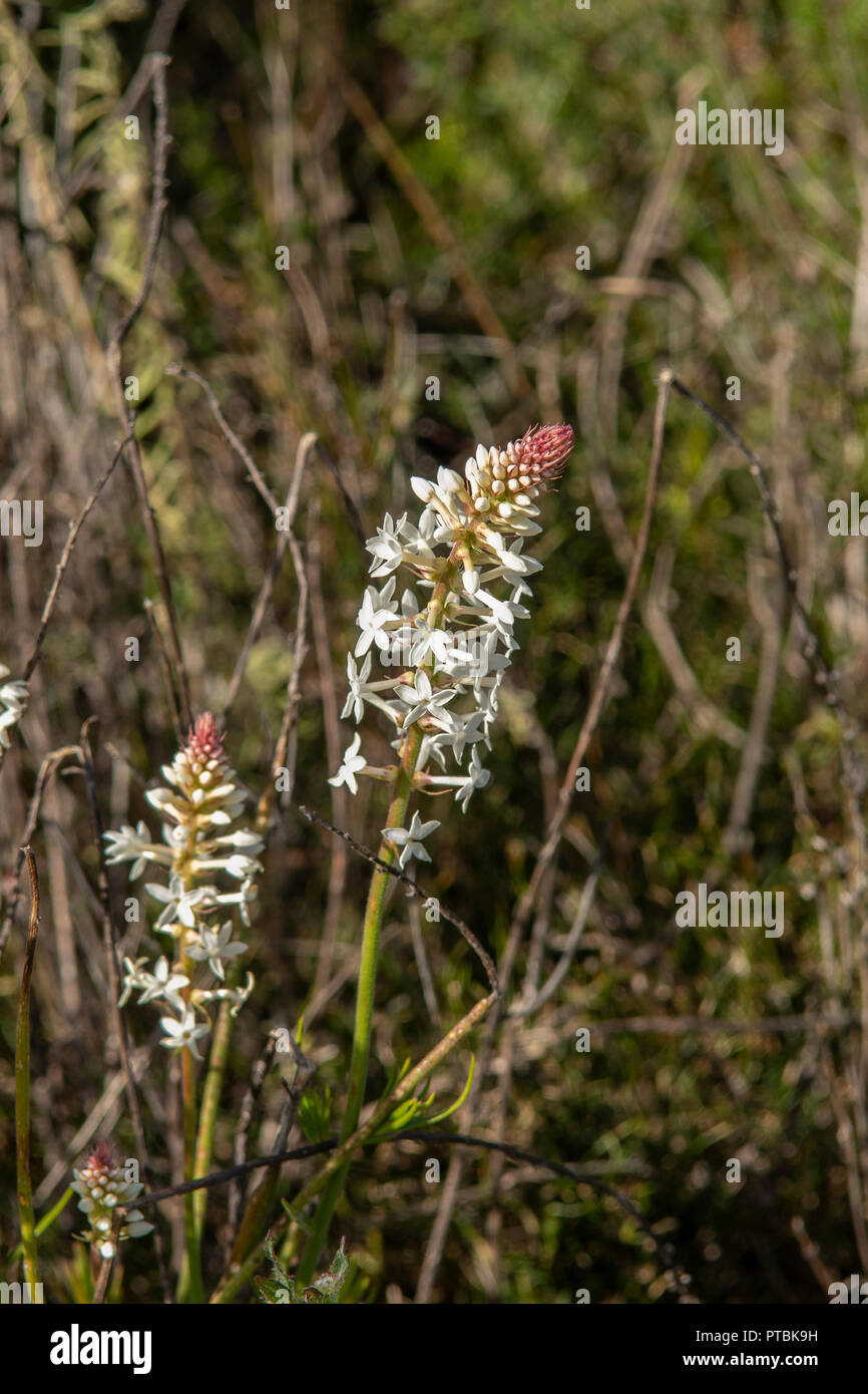 Stackhousia monogyna creamy candles hi-res stock photography and images ...