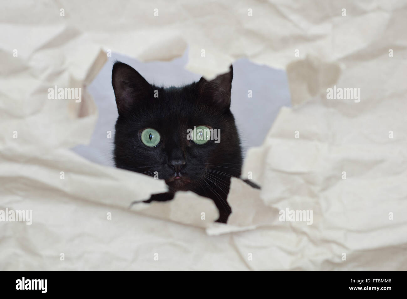 A black cat peeks through a hole in a paper Stock Photo - Alamy
