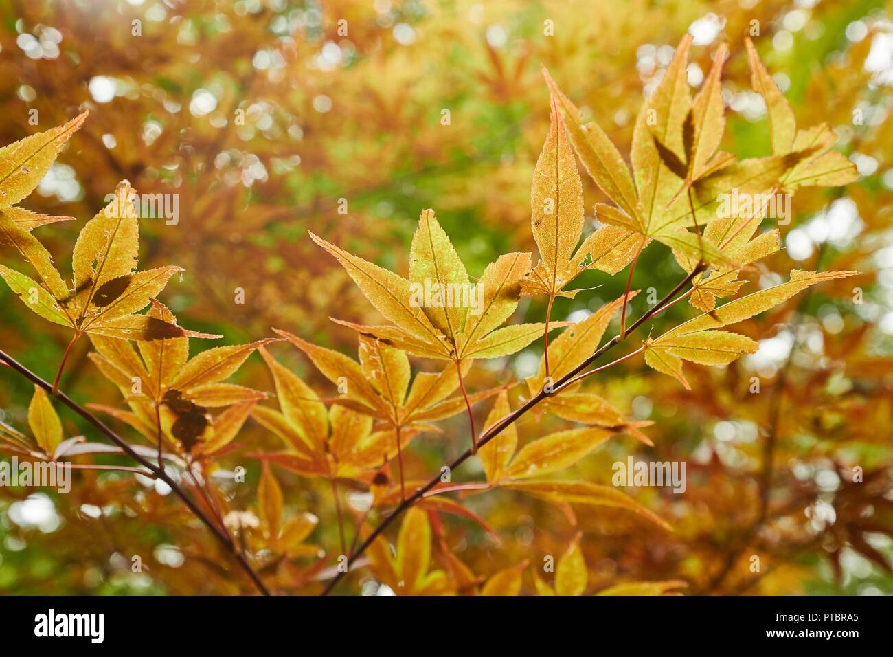 Deep brown red leaves hi-res stock photography and images - Alamy