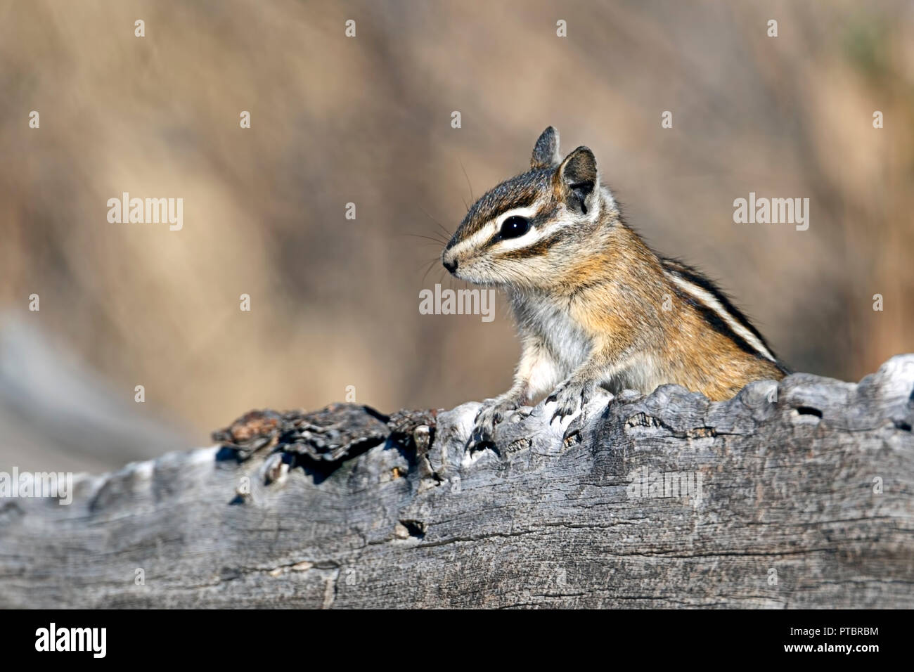 A chipmunk pops up from behind a log at turnbull wildlife refuge in ...