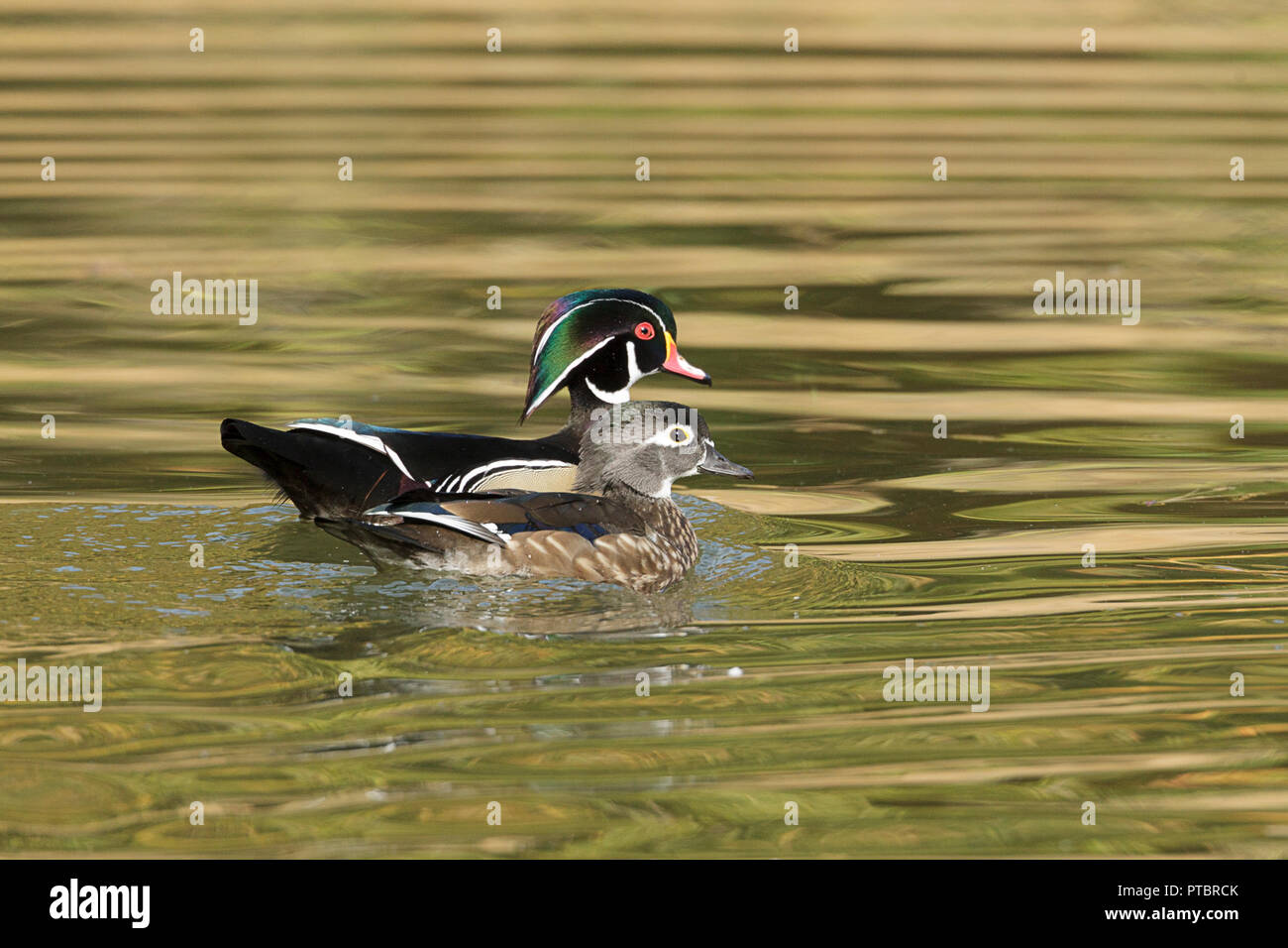 A wood duck couple swims together at Cannon Hill Park in Spokane ...