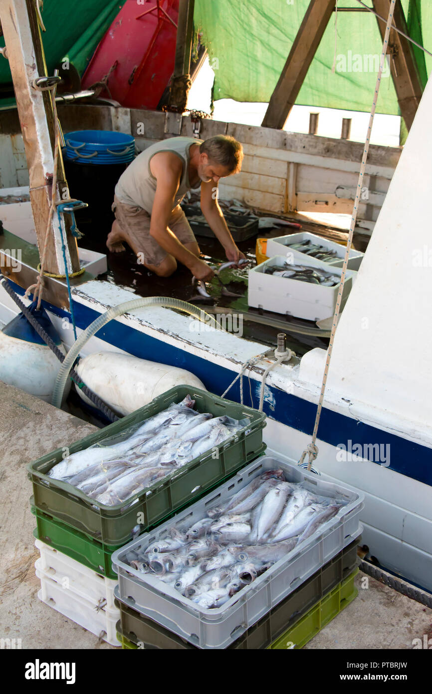 Trawler landing fish hi-res stock photography and images - Alamy