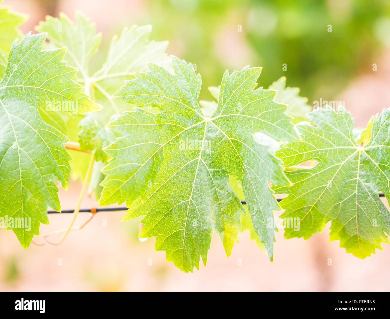 Vines after rain in a vineyard in Alentejo wine region, Portugal Stock ...