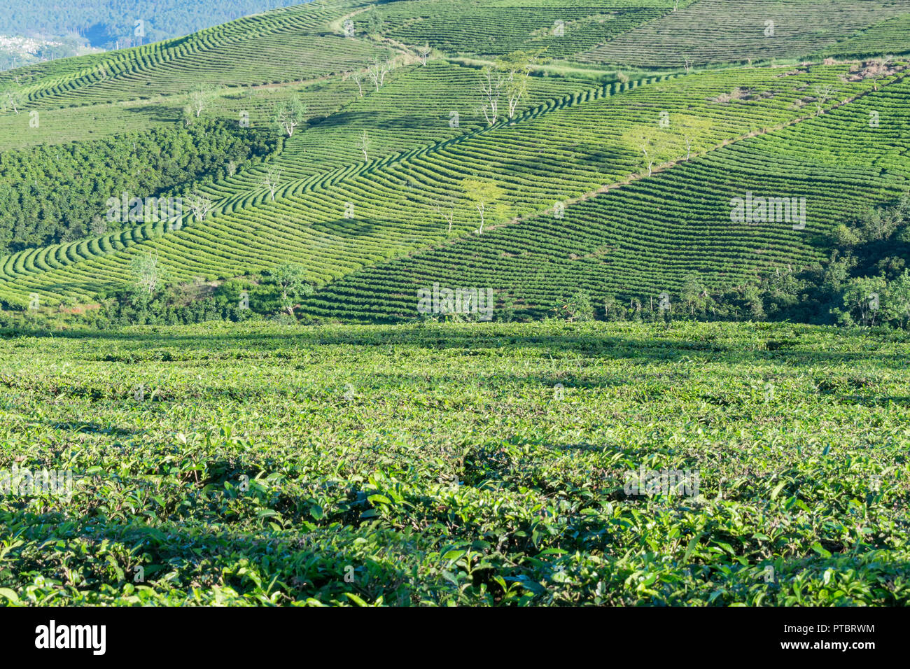 Unique background with fresh green tea leaves, tea hill, lonely tree ...