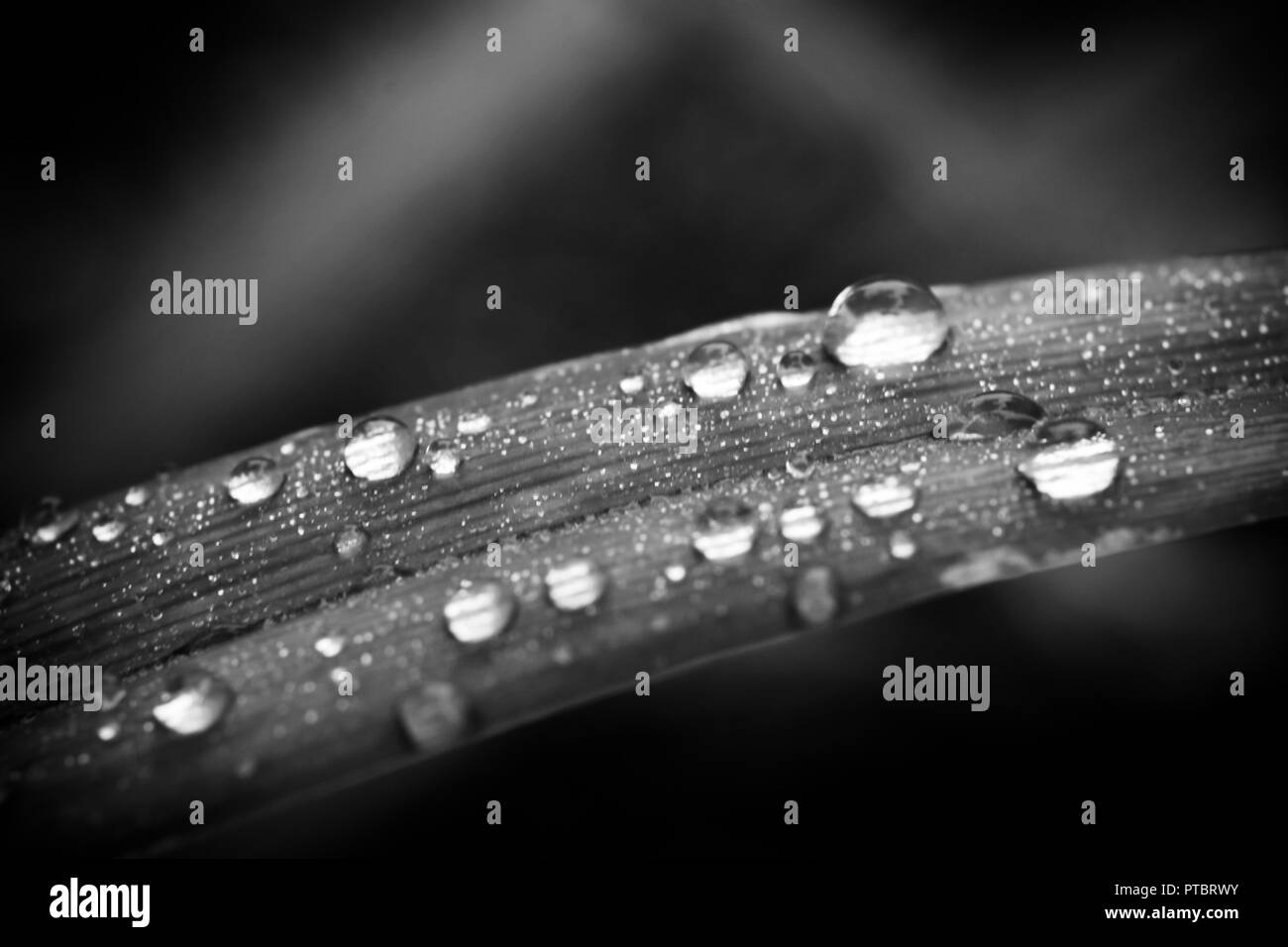 Beautiful black and white photographs of nature up close Stock Photo ...